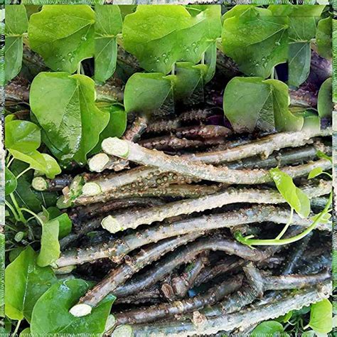 Yotova Natural Giloy Neem Tree Guruch Gulvel Guduchi Fresh Plant Stems