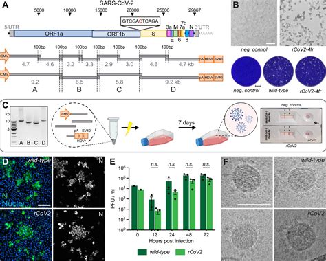 Figures And Data In Rapid Cloning Free Mutagenesis Of New Sars Cov 2 Variants Using A Novel
