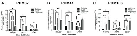 Quantitative Analysis Of The Expression Of Selected Stem Cell Markers