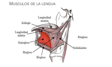 Músculos De La Lengua Origenes Inserciones Acciones Inervaciones