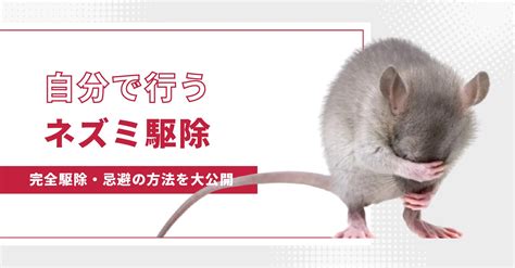 【衝撃効果】自分で行うネズミ駆除方法を完全無料公開 ネズミの習性から忌避・駆除方法まで 害虫駆除ラボ