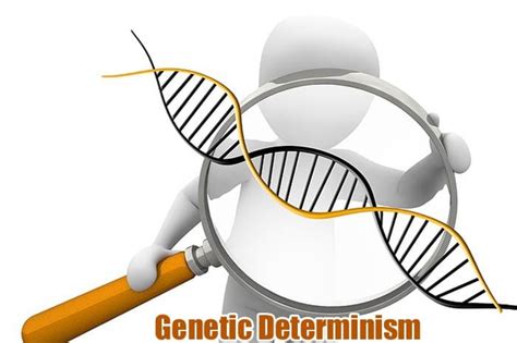 Genetic Determinism Biological Determinism History Types And Concepts