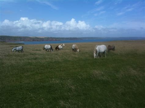 Stackpole Estate Woodland Trust