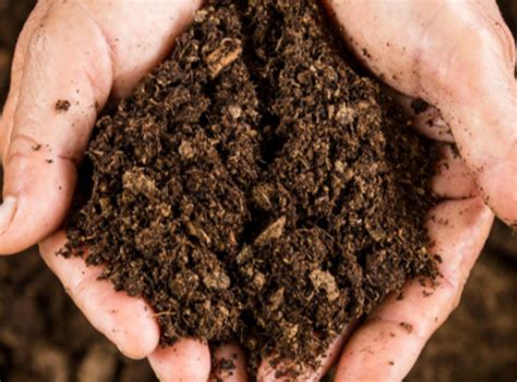 植物的营养生长和生殖生长！ 土壤改良 新农资360网 土壤改良 果树种植 蔬菜种植 种植示范田 品牌展播 农资微专栏