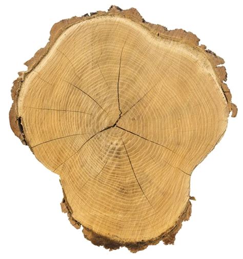 Cross Section Of Tree Trunk Isolated On White Stock Photo Photkas 22850222