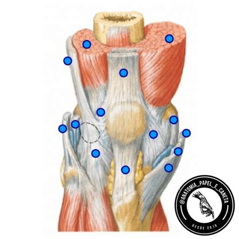 Ligamentos Do Joelho Anatomia Fdplearn