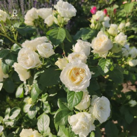 Roses Abc Rose Winter Lodge