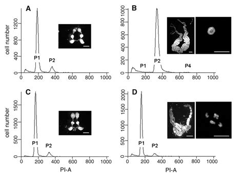 Haploid Females In The Parasitic Wasp Nasonia Vitripennis Science