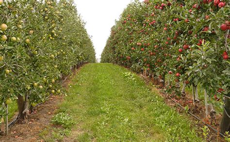 What Does Recommended Spacing Mean Stark Bro S