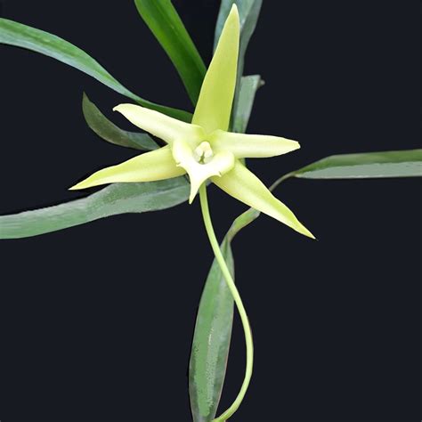 Angraecum Sesquipedale ´angustifolium Syn Bosseri Orchidees Vacherot
