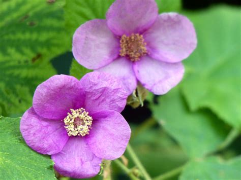Flowering Raspberry Ontario Flora
