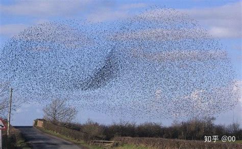 生成式艺术和算法创作11 Boids Flocks Swarms 知乎