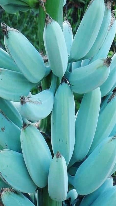 blue java banana qld only fruit trees buy now