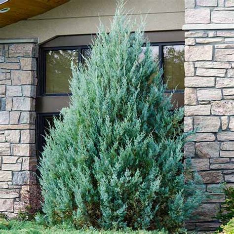 How To Prune Upright Junipers Gardeners Path