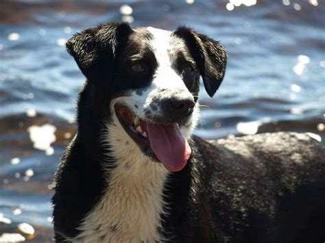 Life With A Scaredy Dog The Water Dogs Of Newfoundland