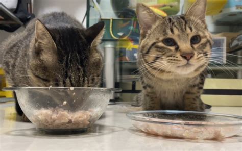 小猫咪沉浸式吃鸡腿，全程吧唧嘴，但可爱爆棚！ 爱赖床的图图 爱赖床的图图 哔哩哔哩视频