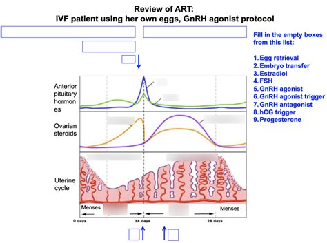 Ivf Patient Using Her Own Eggs Gnrh Agonist Protocol Diagram Quizlet