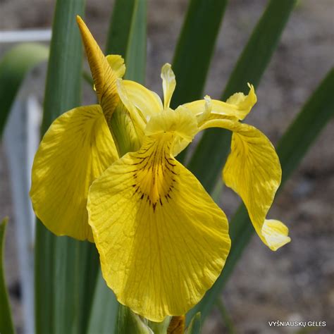 Iris Pseudacorus Esk Daylily Phloxeu