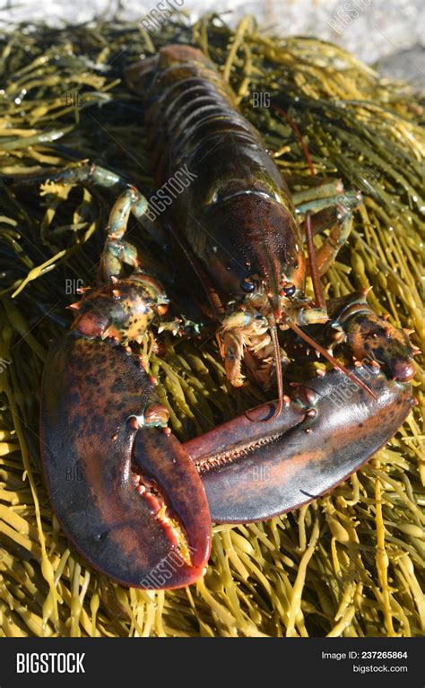 Large Maine Lobster Image And Photo Free Trial Bigstock