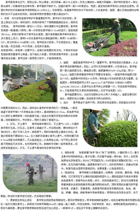 杭州草坪养护 滨江草坪维护 杭州草皮种植 滨江草皮公司 杭州养护草坪 草皮销售
