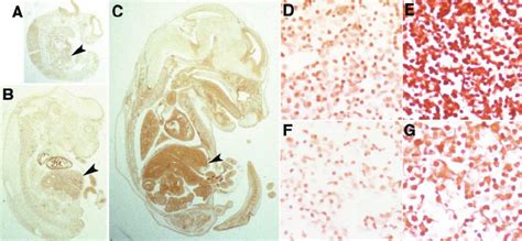 Immunohistochemical Analy Sis Of Mouse Embryos For Adar1 Protein