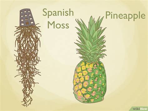 6 Fascinating And Easy Ways To Grow A Plant Without Soil