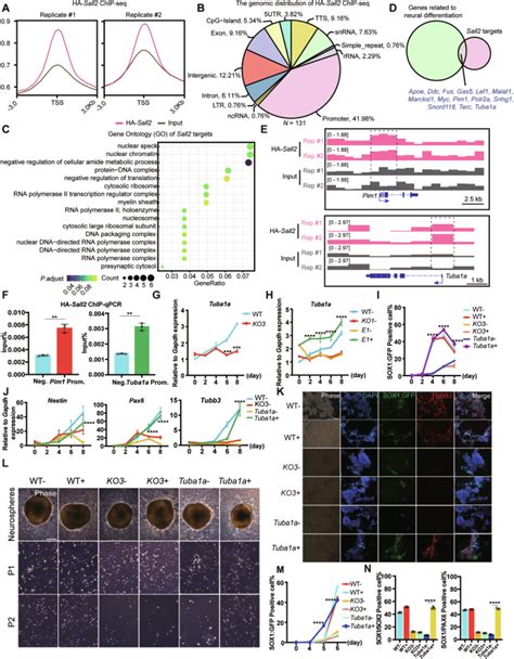 Sall2 Regulates Neural Differentiation Of Mouse Embryonic Stem Cells