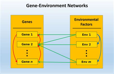 Gene Environment Networks Interactions Between Genes Red
