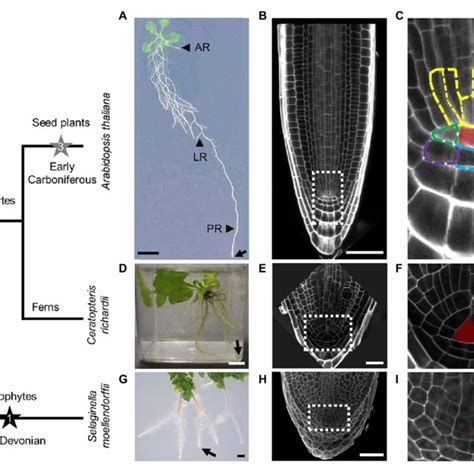 Tom Beeckman Professor Full Phd Ghent University Gent Ughent