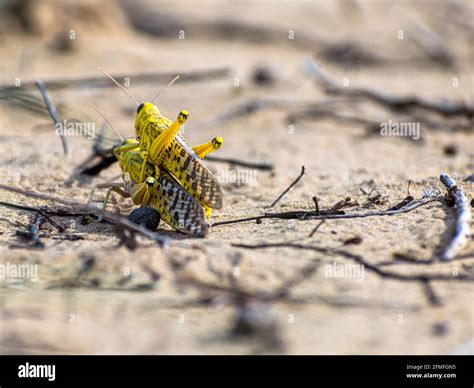 Migratory Locust Swarm In Indialocust Are Related To Grasshopper Stock