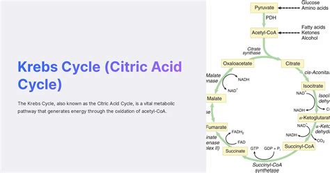 Krebs Cycle Citric Acid Cycle