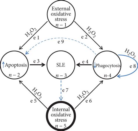Pathogenesis Of Sle Network Diagram Network Diagram Of Sle Showing