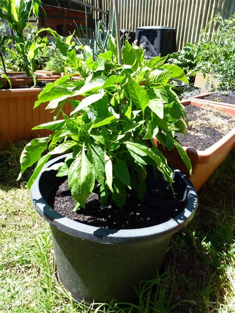 How To Grow Capsicum From Seeds Trustbasket
