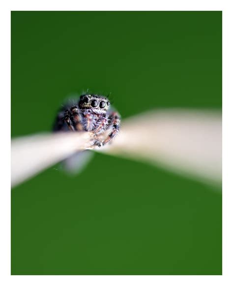 Cute Spidy R Macrophotography