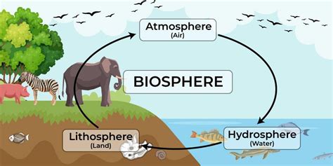 Biosphere Diagram Tracing A Modern Biosphere On Mars Nature