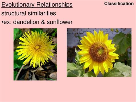 Ppt Classification Powerpoint Presentation Free Download Id695496