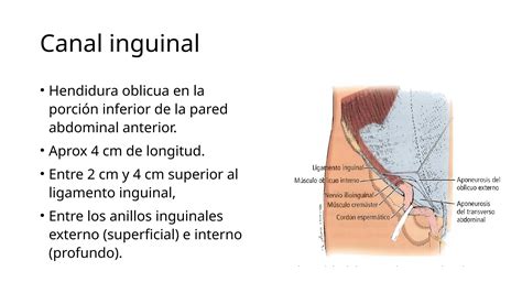 Anatomia Basica De La Region Inguinal Pptx