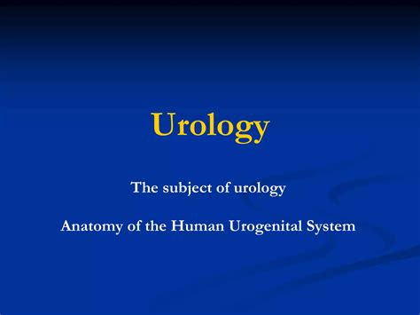 Anatomy Of Urologypptx