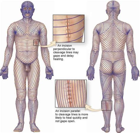 Dermis Layers Papillary Layer Function Epidermis