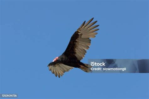 터키 독수리 카타르타트 아우라 성인 기내 페루의 파라카스 국립공원 0명에 대한 스톡 사진 및 기타 이미지 0명 깃털 날기 Istock