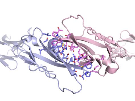 Pymol Tutorial Interaction Interface