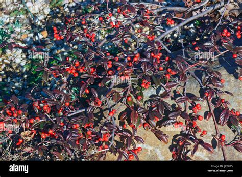 Scarlet Leader Willowleaf Cotoneaster Cotoneaster Salicifolius Scarlet