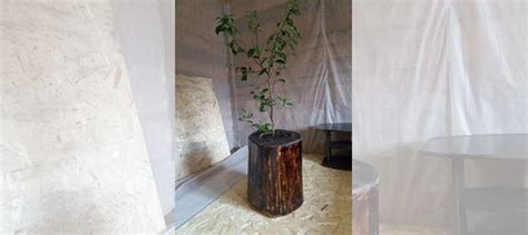 Лимонное дерево купить в Москве Товары для дома и дачи Авито