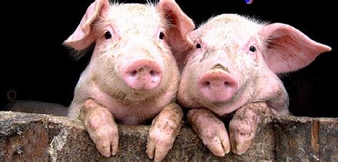 T I Sao G I L Phim Con Heo M Kh Ng Ph I Con G Con V T