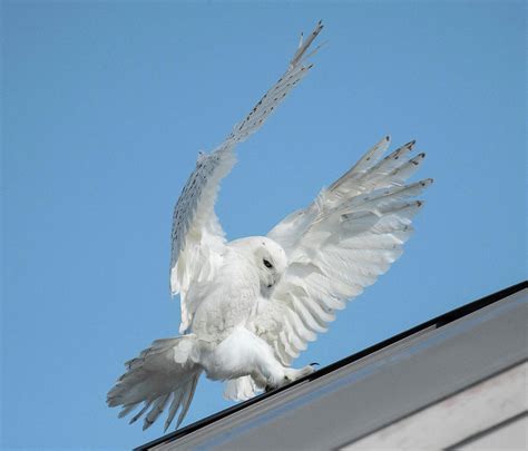 Snowy Owl Dance Photograph By Kari Mcdonald Fine Art America