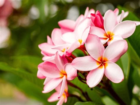 1632 Champa White Pink Royalty Free Photos And Stock Images Shutterstock