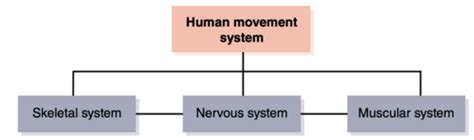 Pes Chpt 2 Science Of Human Movement Flashcards Quizlet
