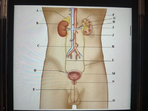 Urinary System Organs Diagram Quizlet Urinary System Organs Diagram Quizlet