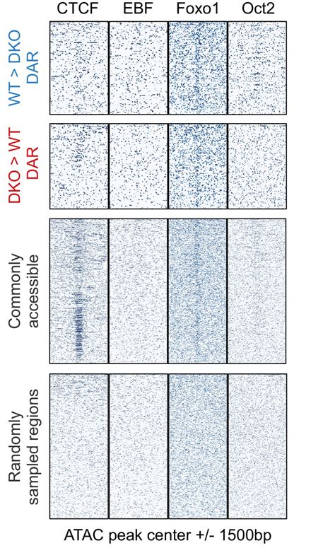 figures and data in tet2 and tet3 cooperate with b lineage