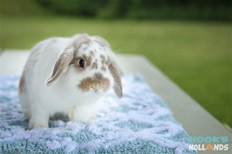 Holland Lop Color Chart Holland Lop Rabbit Colors Ohio Holland Lops